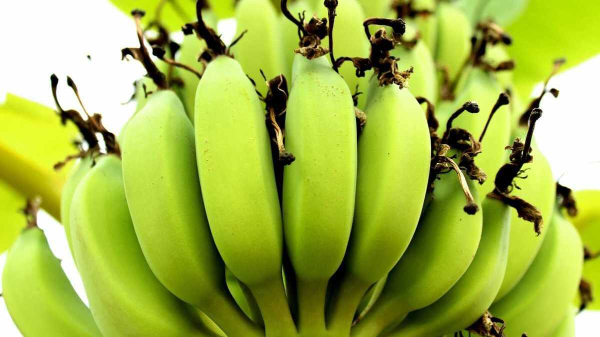 Top 5 des producteurs de bananes douces en Afrique : la course à l ...