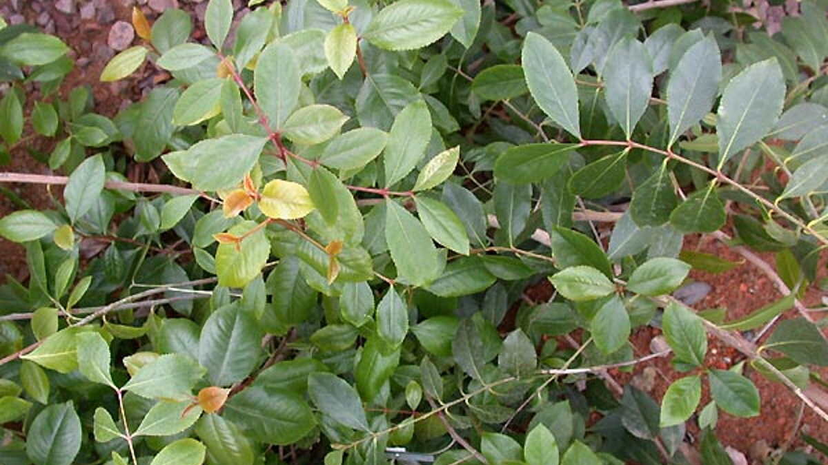 khat par khat : des cultures rentables qui remplacent le café