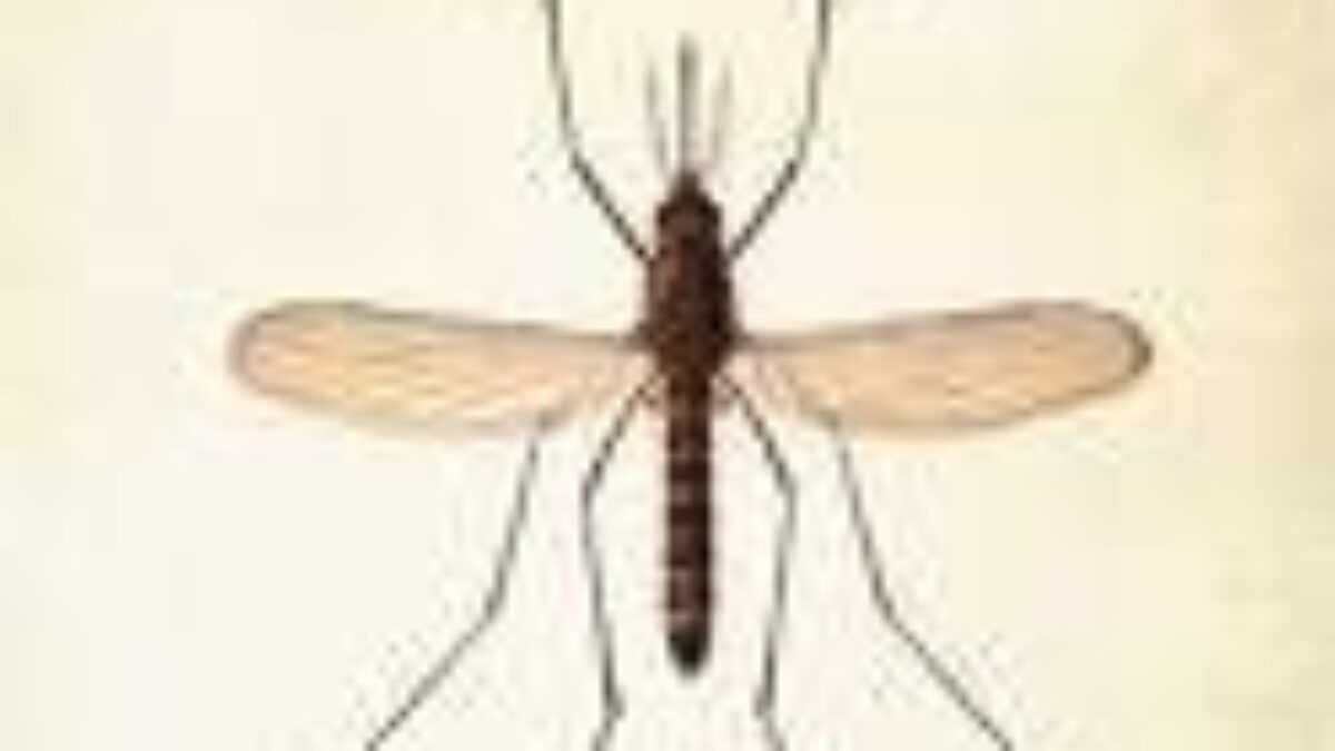 Le DDT de nouveau utilisé contre le paludisme