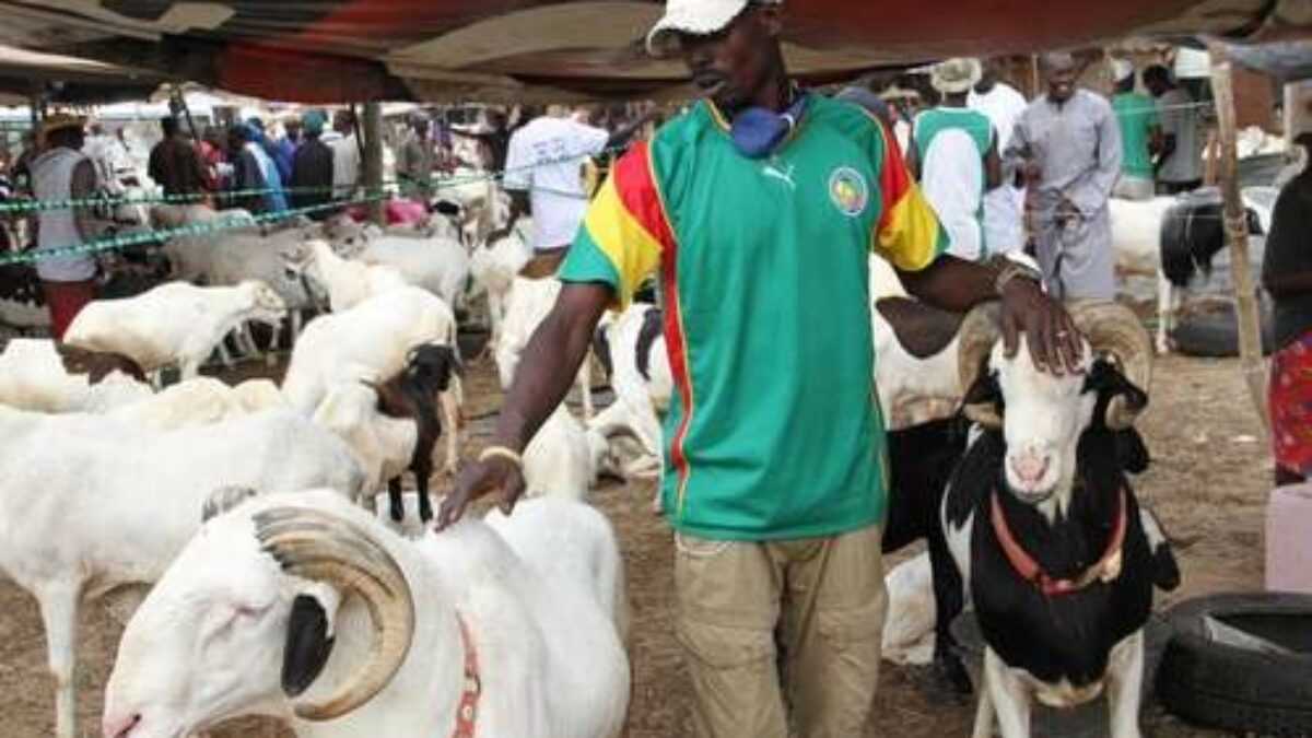 Opération Tabaski au Sénégal
