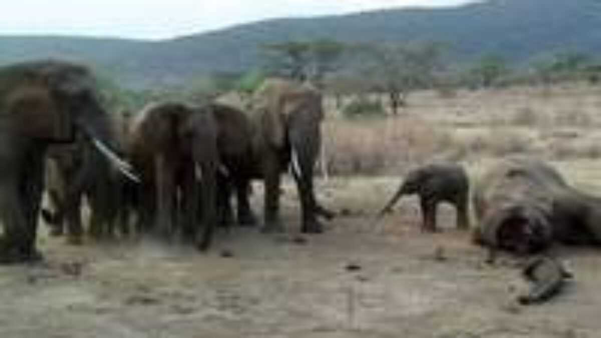 Massacre des éléphants : la riposte des braconniers camerounais