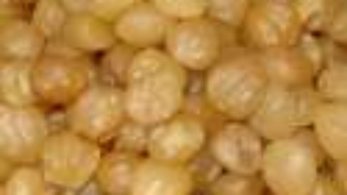 Ragout de poisson au Njansang