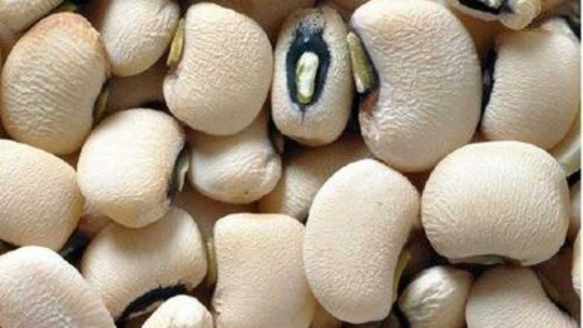 L'Afrique et son haricot magique, le niébé