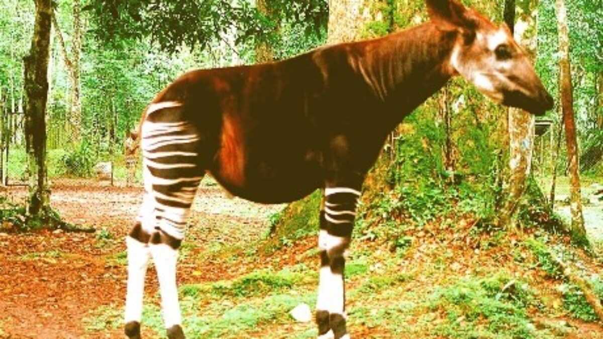 Avec l'incroyable Okapi... Le Congo démocratique sous toutes ses ...