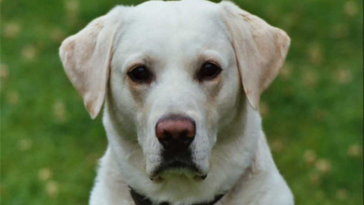 Les chiens utilisent une sorte de boussole interne pour s'orienter