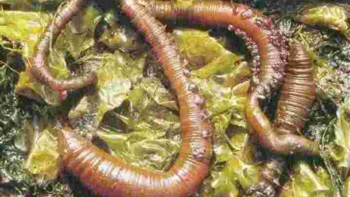 L'arénicole : ce ver marin qui pourrait révolutionner la médecine avec ...