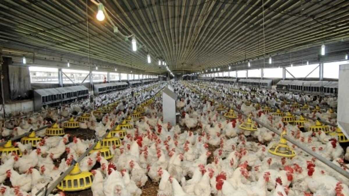 Cameroun : les aviculteurs sans défense