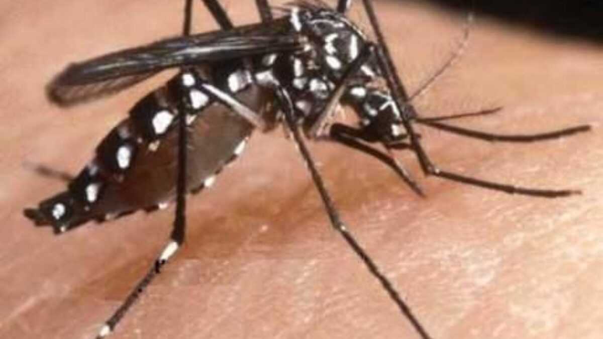 Alerte à la dengue au Kenya