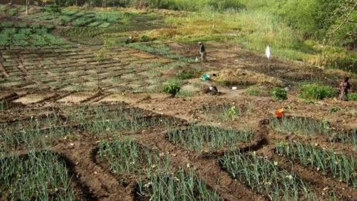 Cameroun : les conseils agricoles plombent le monde rural