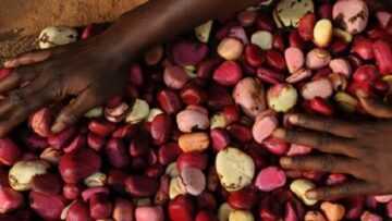 La noix de cola, symbole culturel de l'Afrique