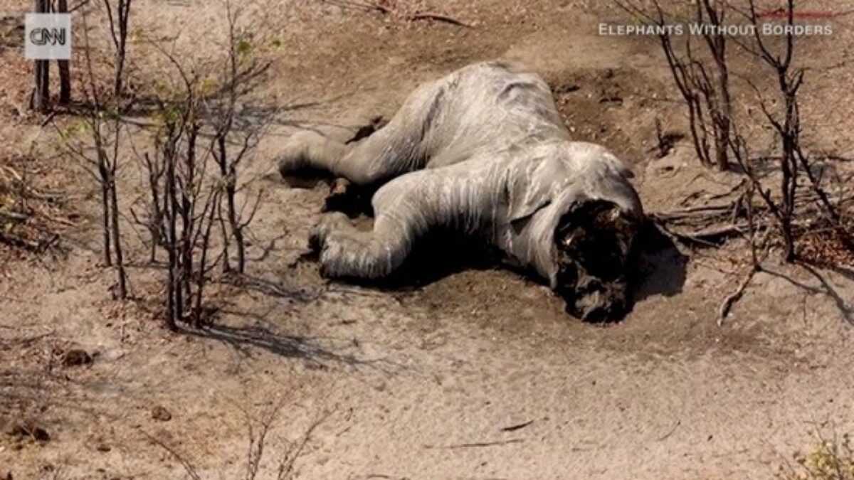 Massacre d'éléphants sans précédent au Botswana