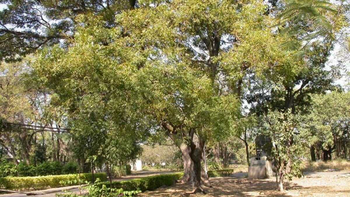 Le neem, un arbre aux mille vertus qui soigne le paludisme mais pas le ...