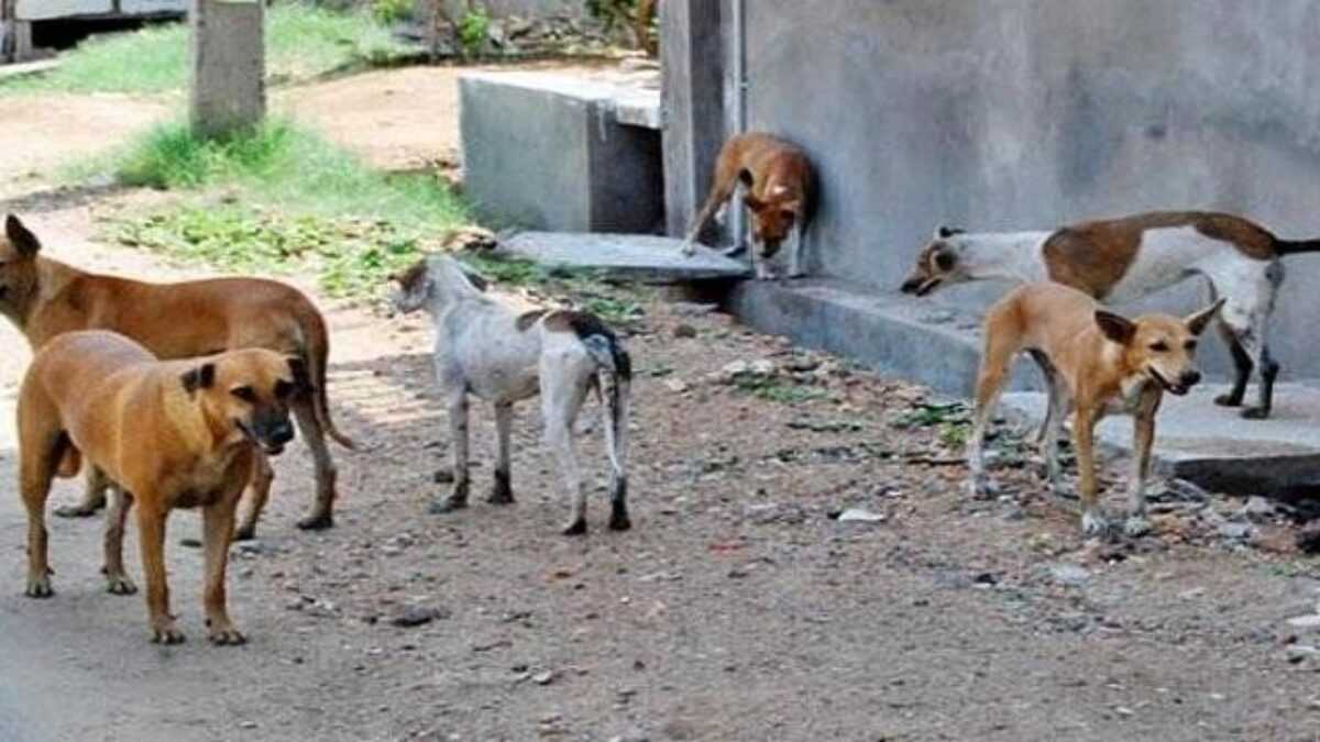 Quand Mohammed VI impose aux Marocains de laisser les chiens errants ...