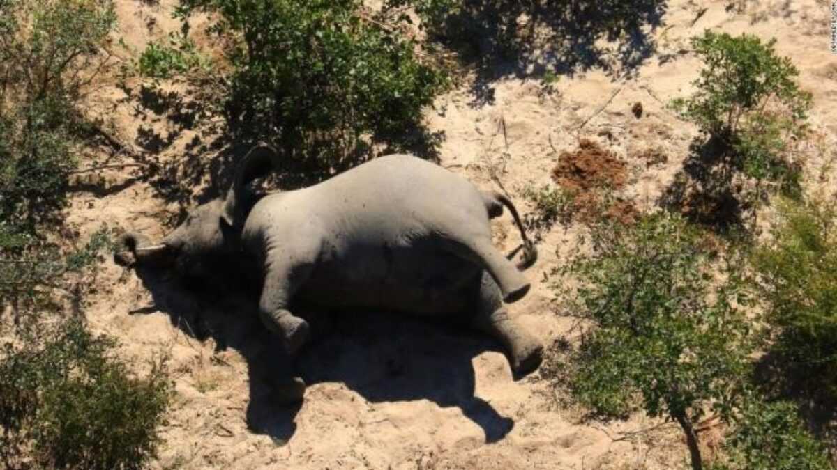 Botswana : plus de 300 éléphants tués