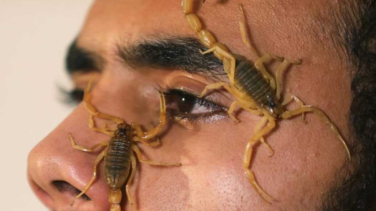 Mohamed Boshta, cet Egyptien qui fait fortune dans les... scorpions