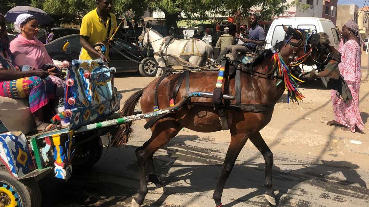 La calèche nourrit-elle toujours son homme au Sénégal