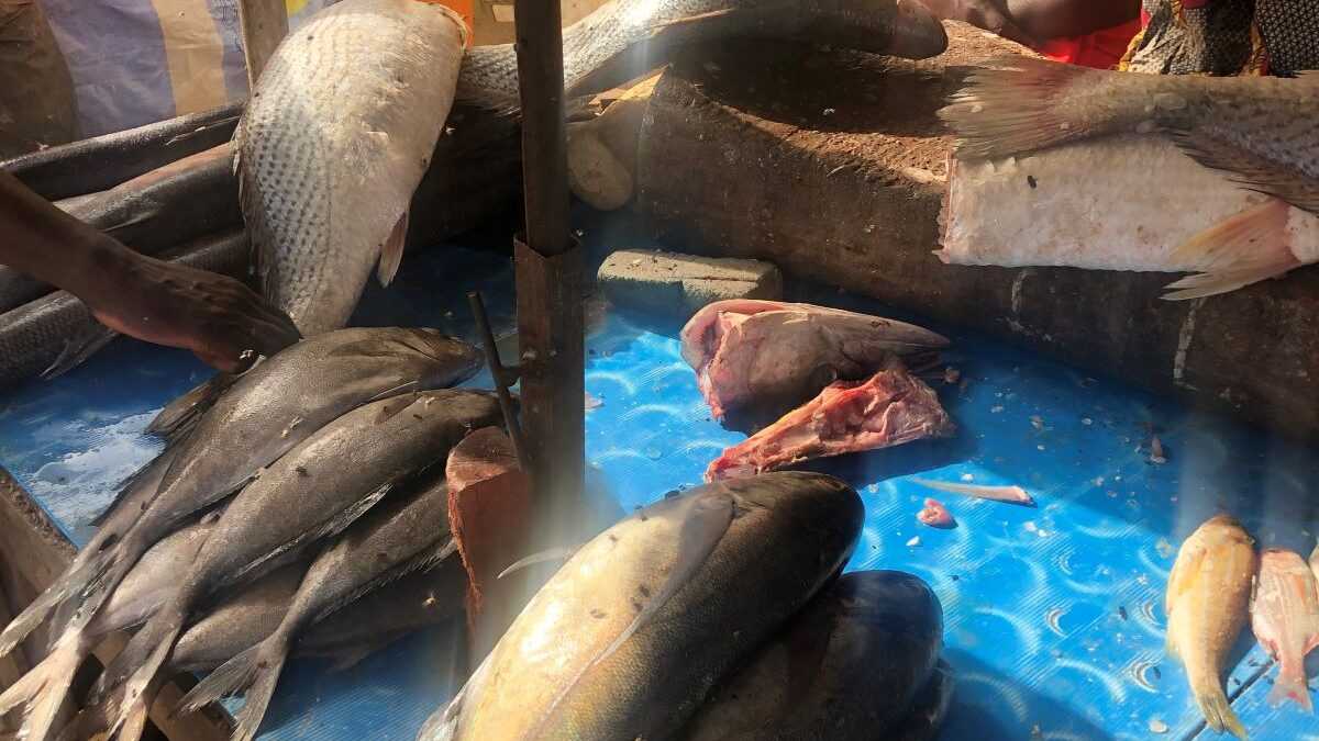 Ramadan au Sénégal : quand le poisson se fait rare et cher