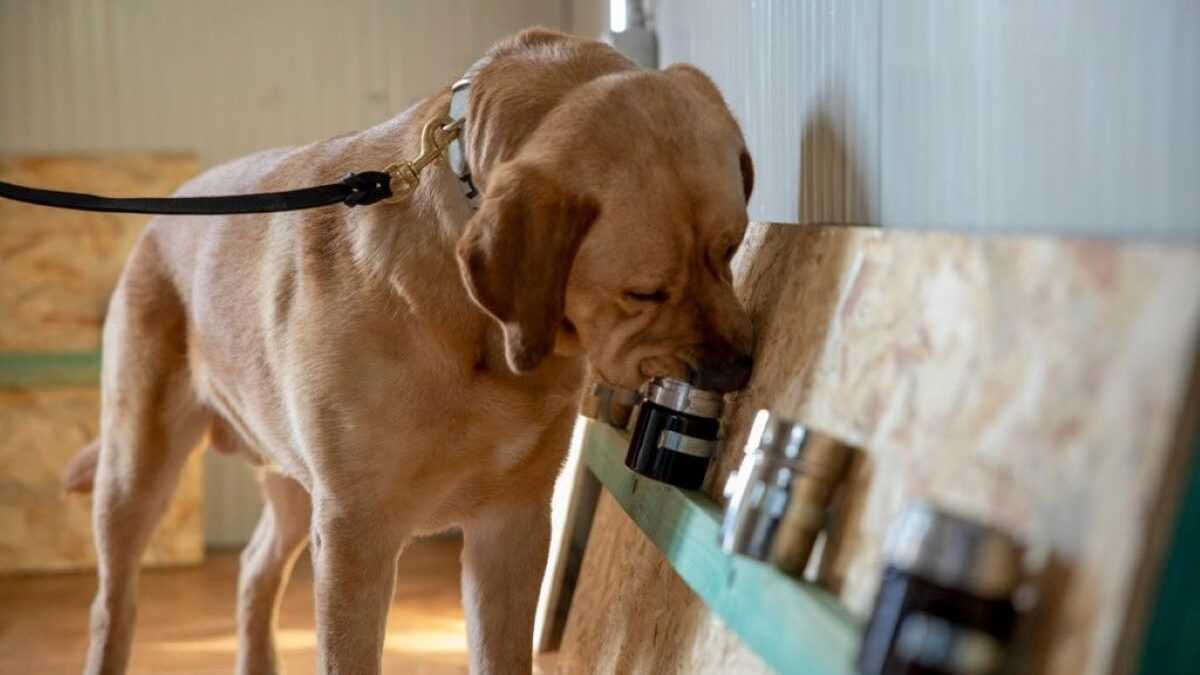 Rwanda : des chiens pour détecter les cas de Covid-19