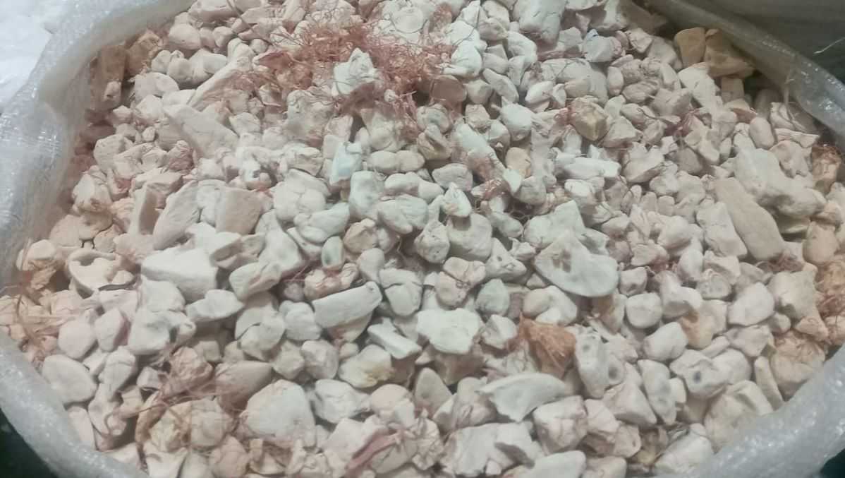 Le "pain de singe", un fruit magique des savanes d’Afrique