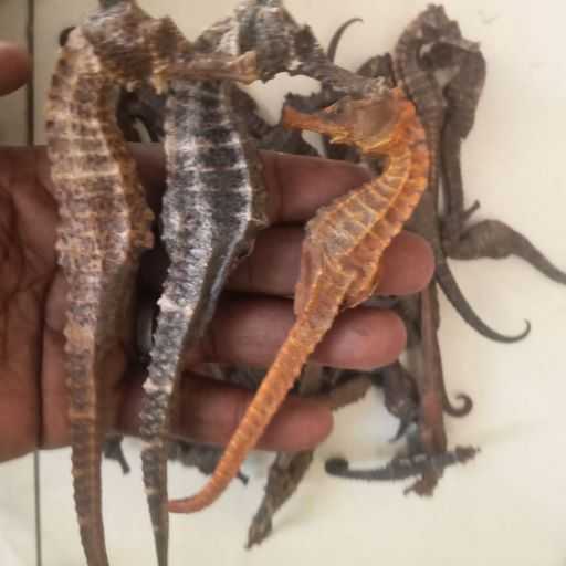 L’hippocampe, un animal aquatique "surnaturel"
