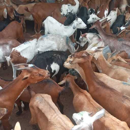 Un tour au marché aux chèvres de Douala