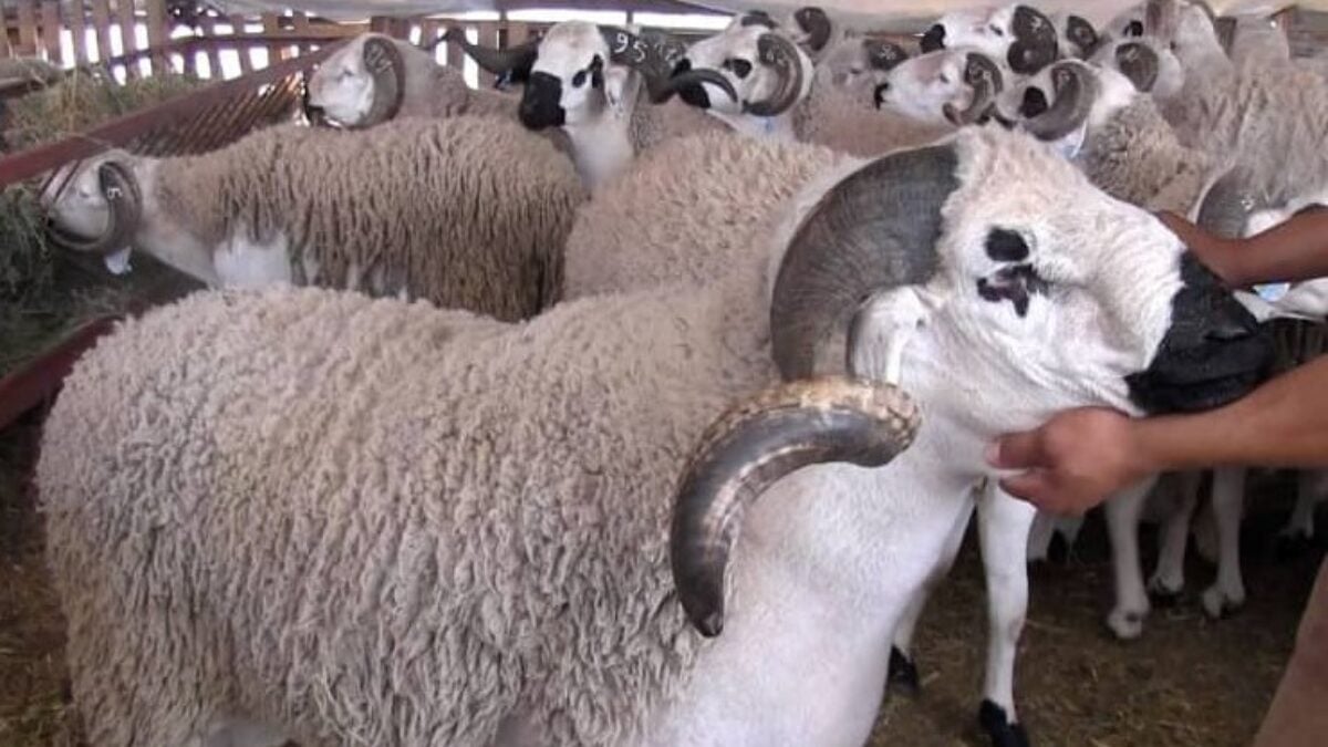 Aïd el-Adha : le mouton, un casse-tête pour les Algériens et les Marocains