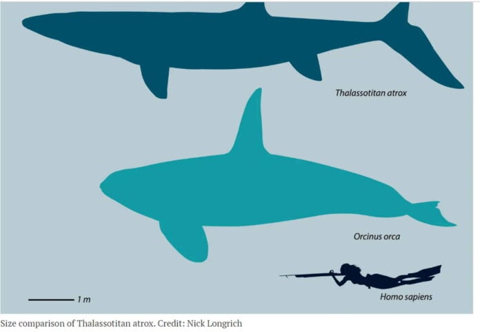 Un nouveau monstre des mers géant découvert au Maroc