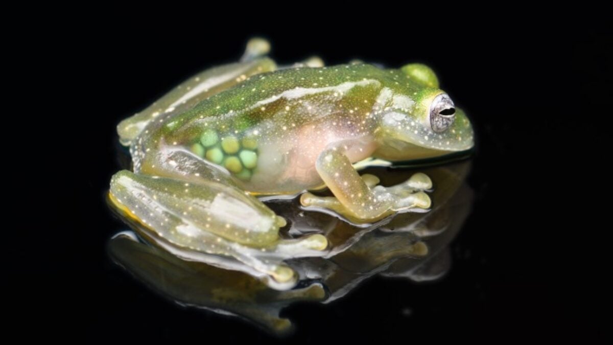 CITES : les grenouilles de verre mieux protégées