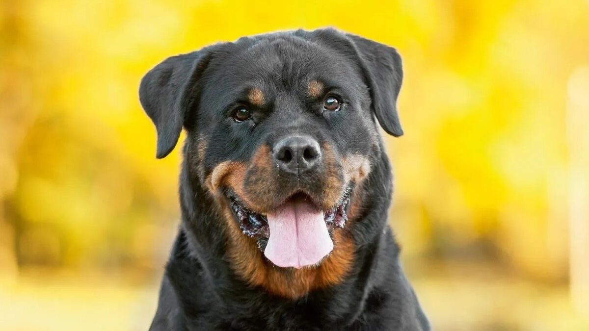 Cameroun : le chien entraîne la séparation d'un couple à Massangui