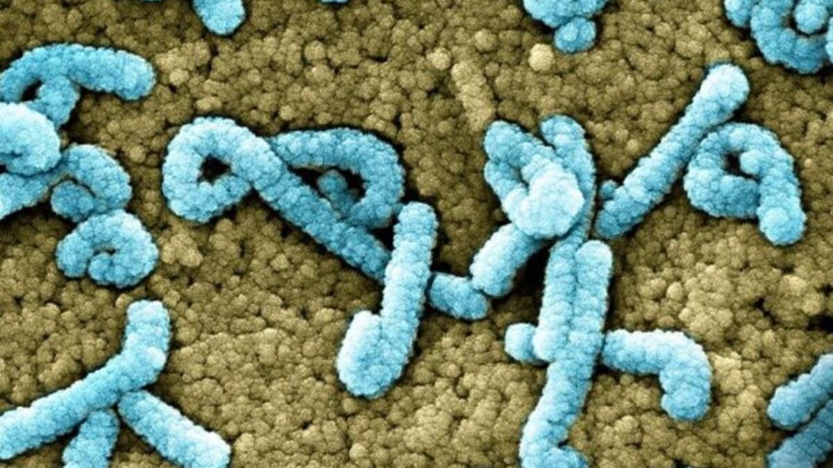 La Tanzanie déclare la fin de l’épidémie du virus Marburg, mais la menace persiste en Afrique