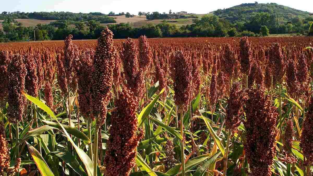 Le sorgho : une céréale millénaire au cœur de l'agriculture africaine